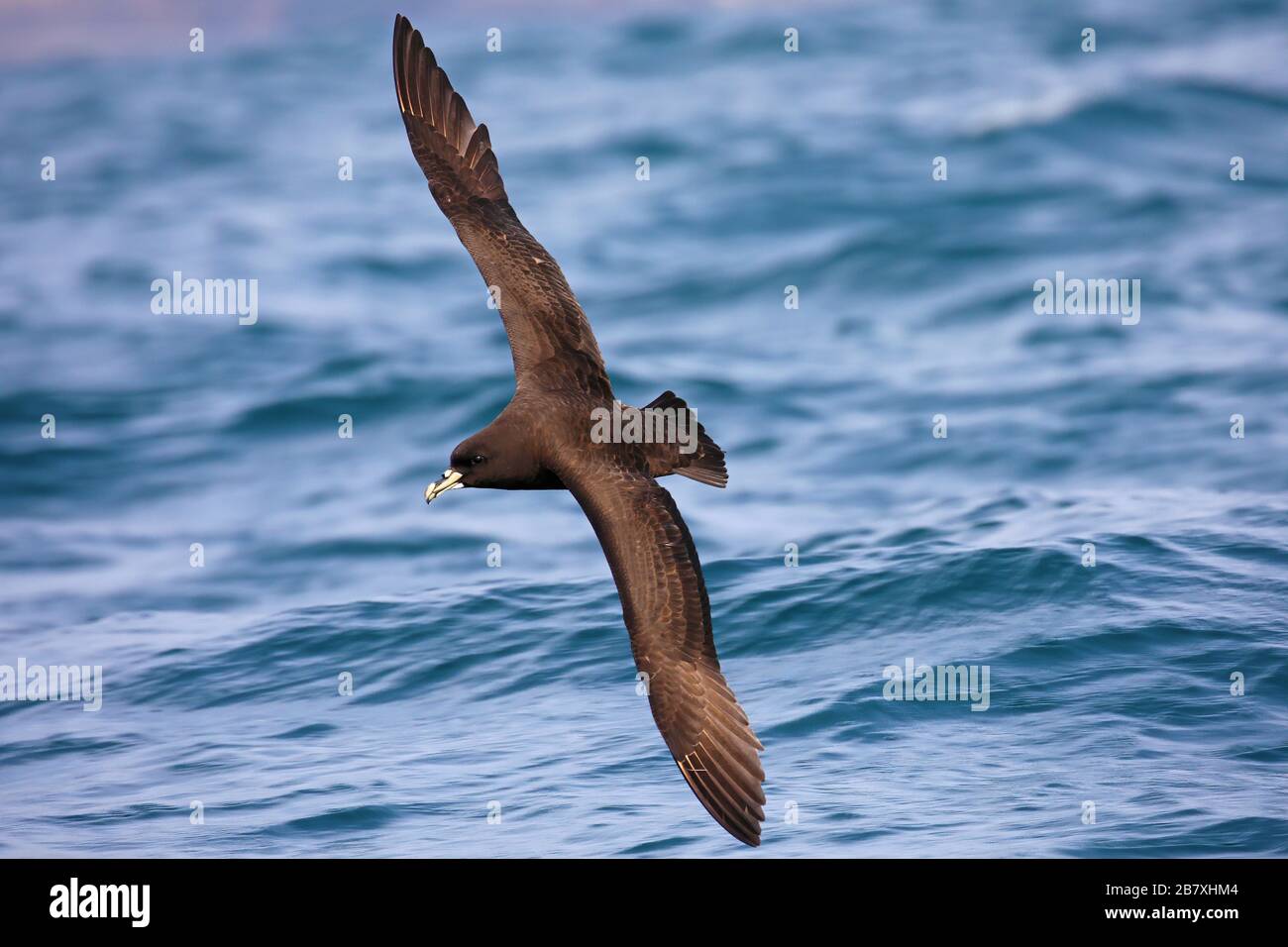 White-chinned petrel in flight off the coast of New Zealand Stock Photo ...