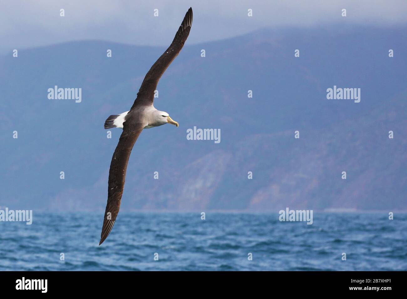 White-capped albatross in flight off the coast of New Zealand Stock ...