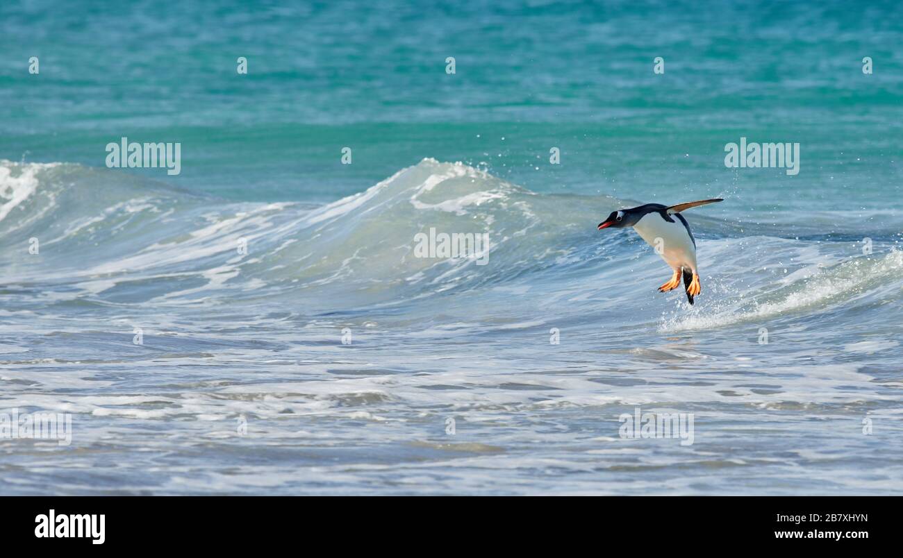 Penguin jumping hi-res stock photography and images - Alamy