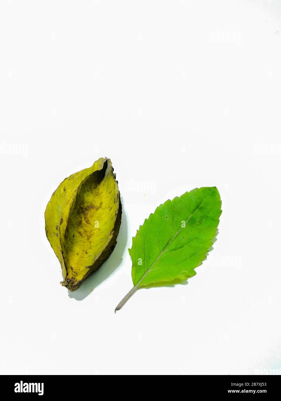 Star fruit carambola kamrak hi-res stock photography and images - Alamy