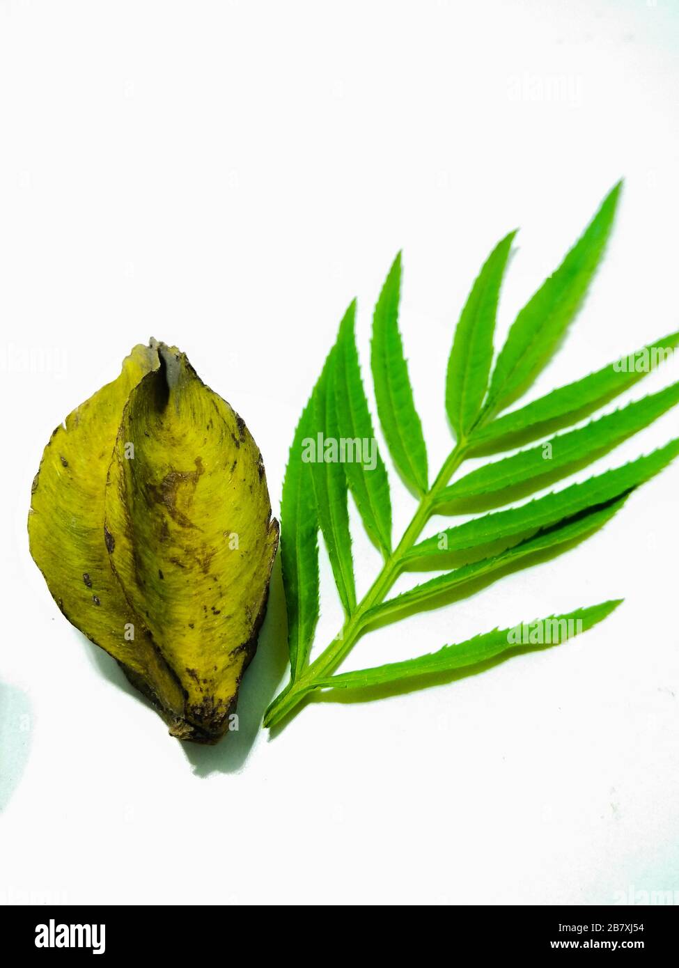 Star fruit carambola kamrak hi-res stock photography and images - Alamy