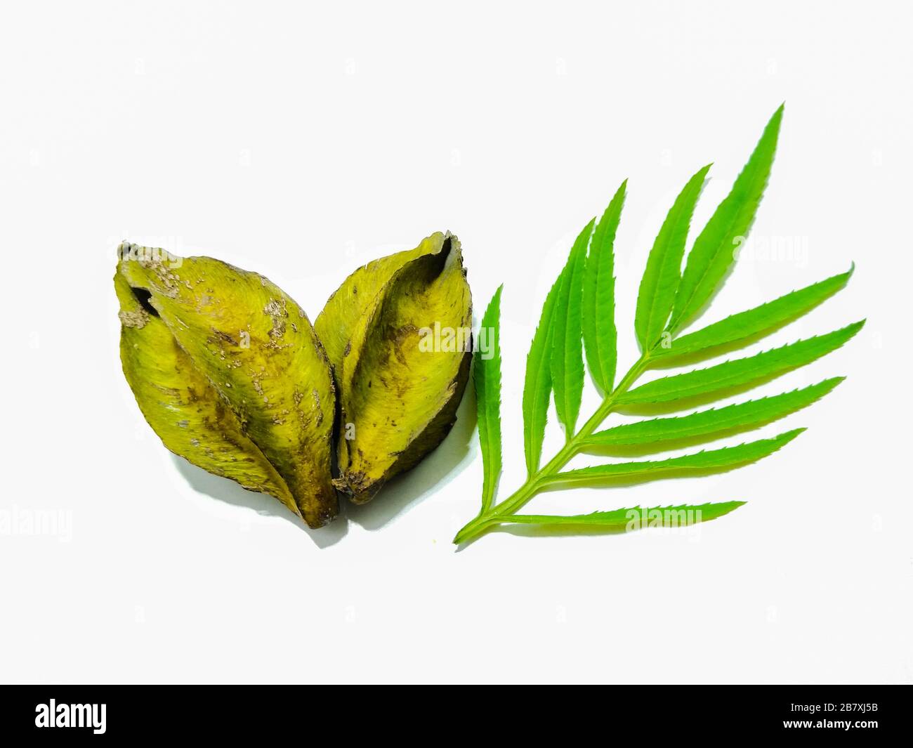 Guyana agriculture hi-res stock photography and images - Alamy