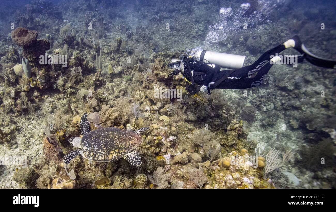 Scuba Diving Honduras Stock Photo - Alamy