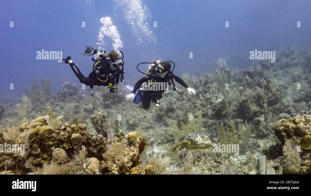 Scuba Diving Honduras Stock Photo - Alamy