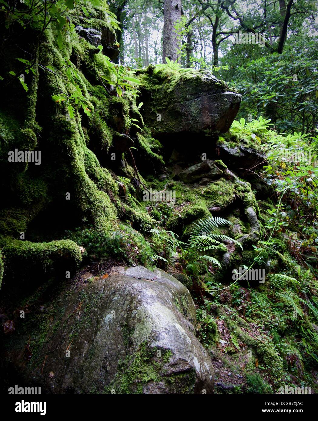 English rainforest hi-res stock photography and images - Alamy