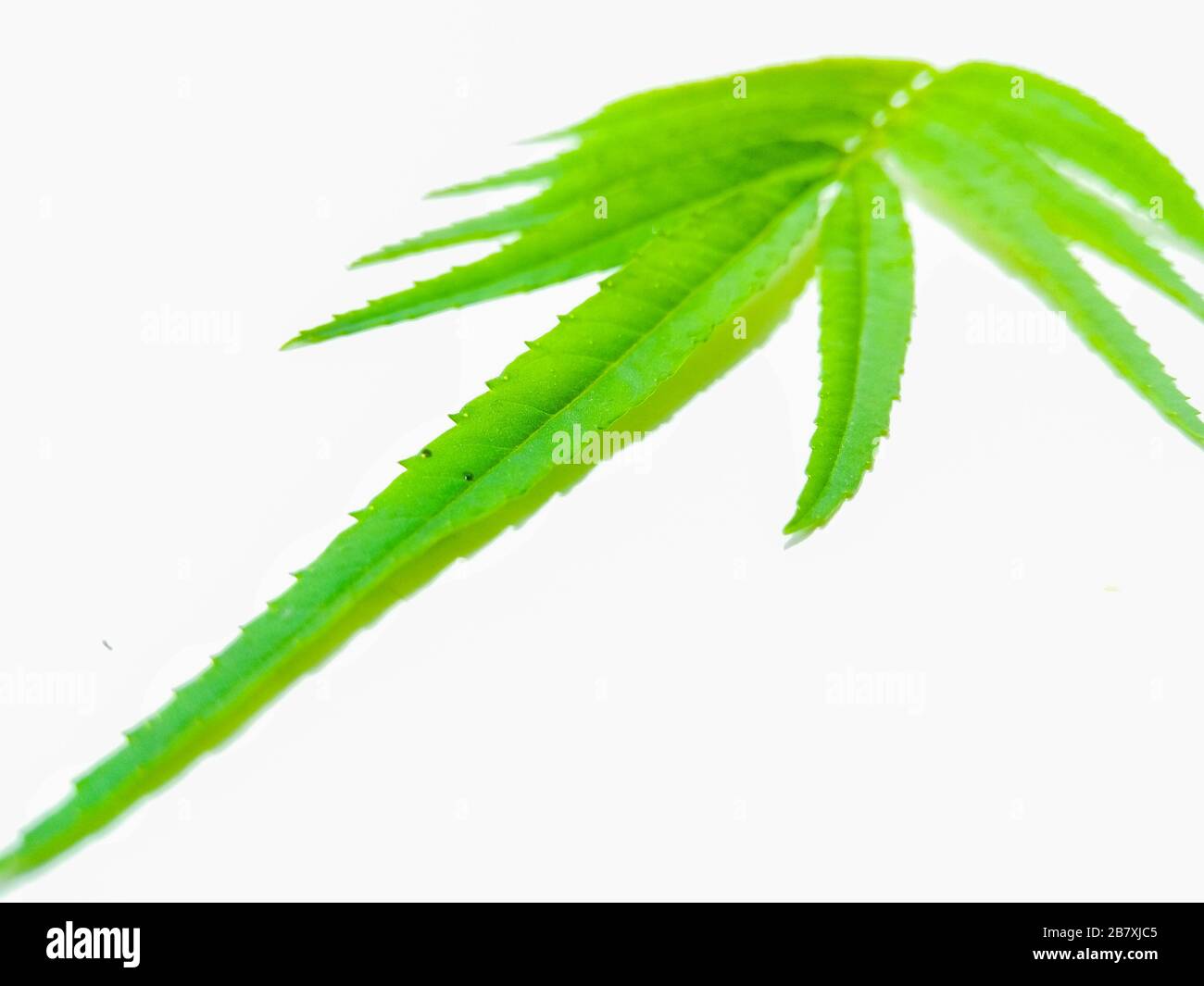 Picture of a palm tree Cut Out Stock Images & Pictures - Alamy