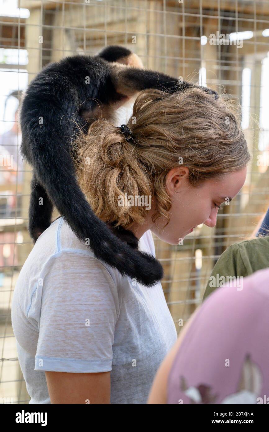 Sloth of honduras hi-res stock photography and images - Alamy