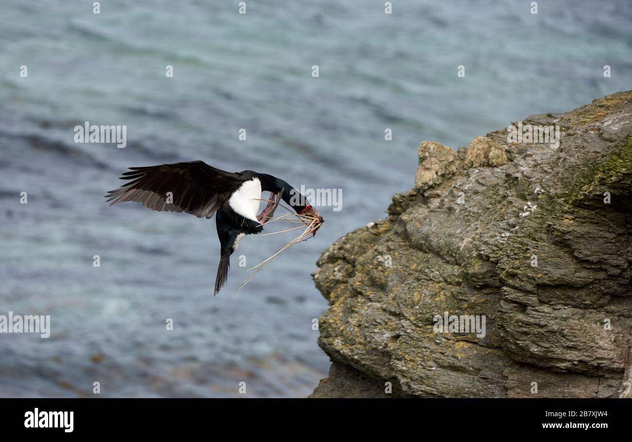 Rock Shag breeding and nesting Stock Photo - Alamy