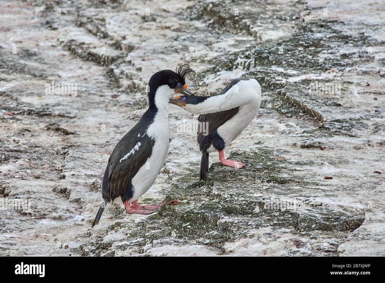 Imperial shags hi-res stock photography and images - Alamy