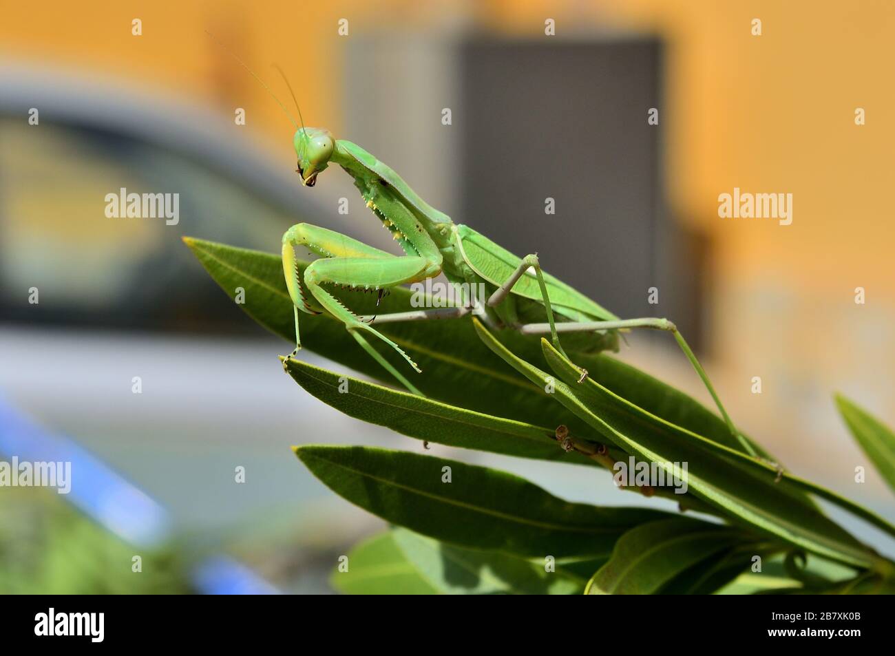 Mantis bug in urban landscape Stock Photo - Alamy