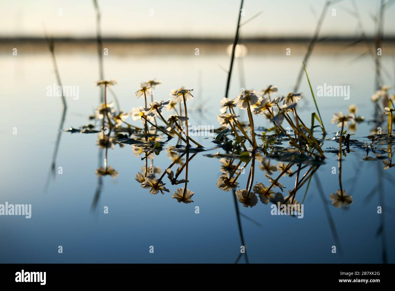 reflection of aquatic plants in a beautiful lake Stock Photo - Alamy