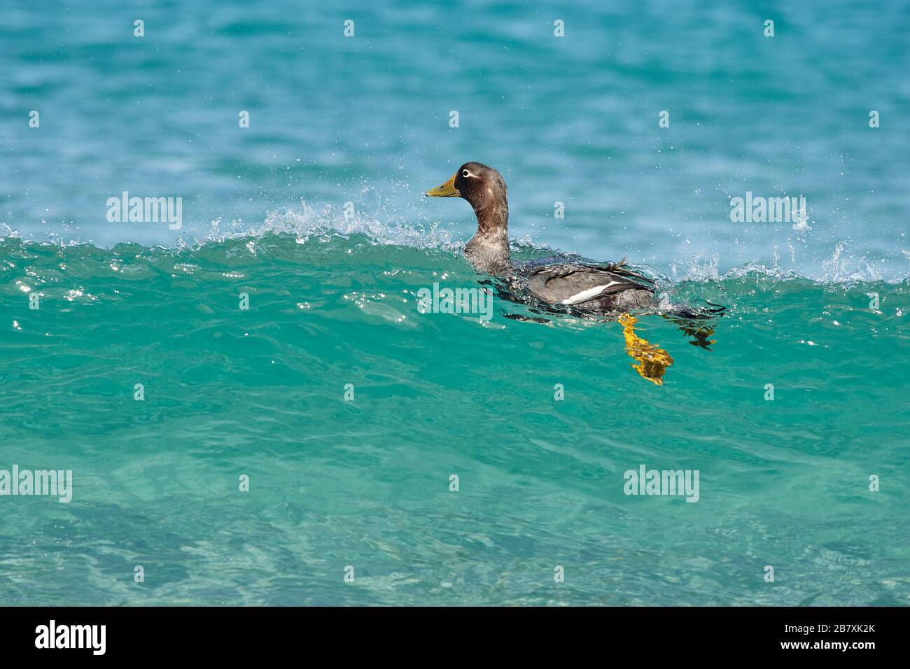 Flightless steamer duck surfing the waves Stock Photo - Alamy