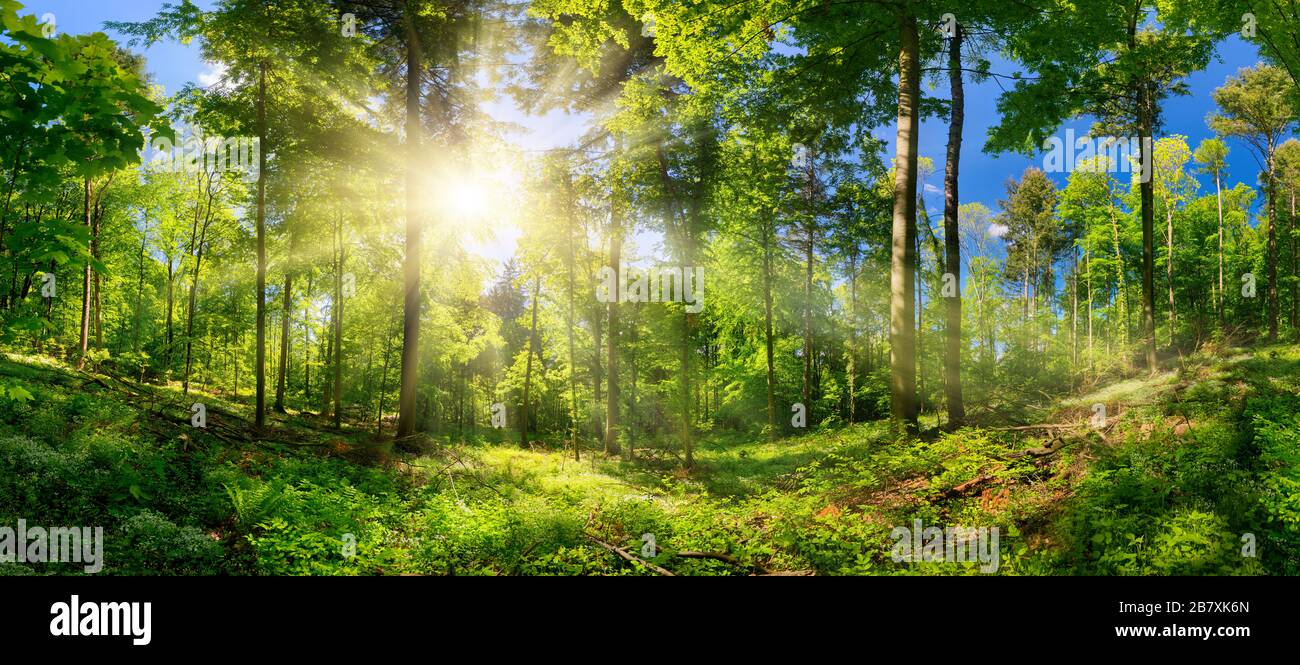 Blue green forest scenic trees hi-res stock photography and images - Alamy