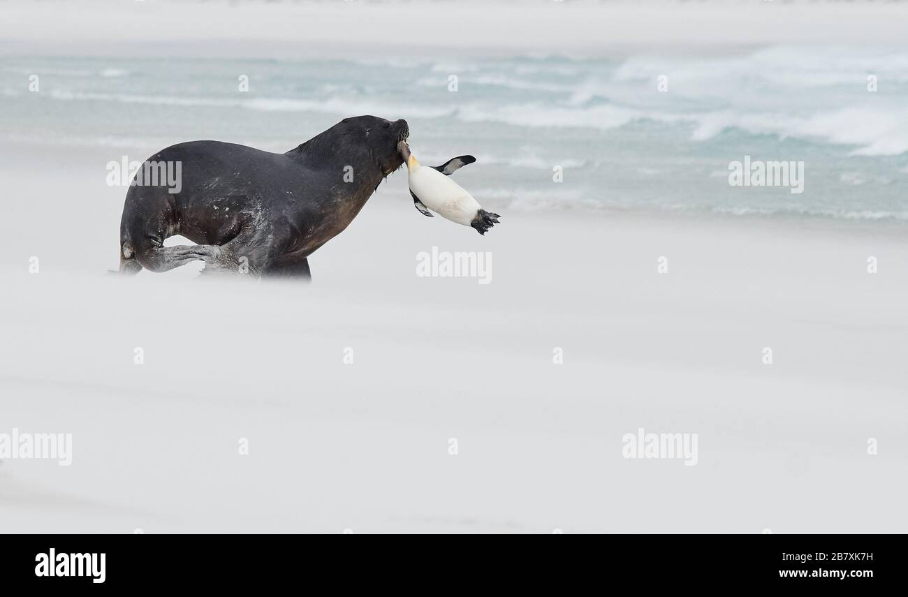Sea Lion Vs Penguin