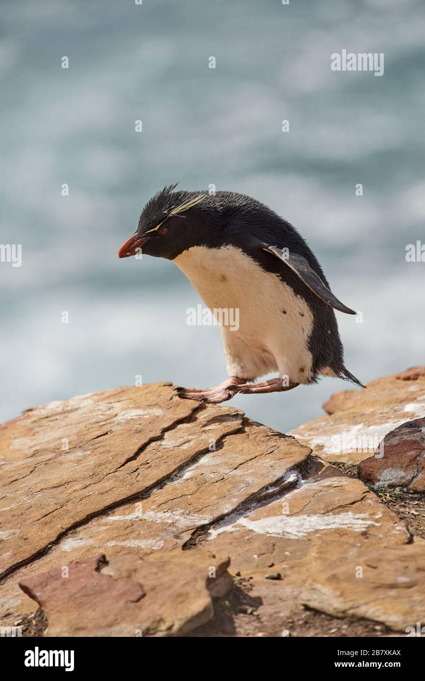 rock hopper penguin Stock Photo - Alamy
