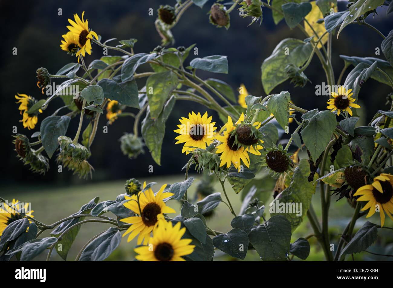 Multiple sunflowers hi-res stock photography and images - Alamy