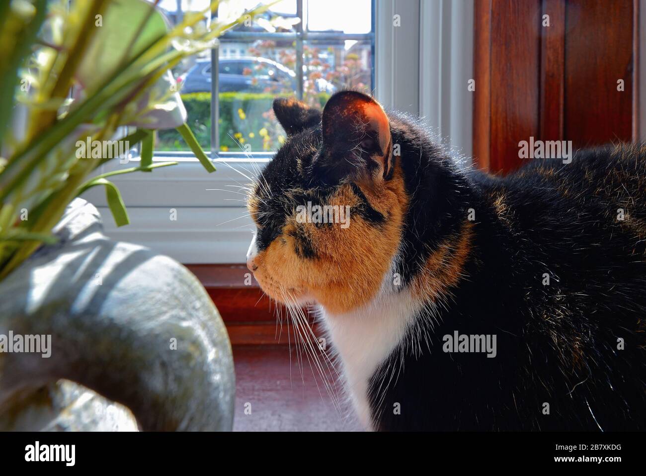 Tortoise shell cat hi-res stock photography and images - Alamy