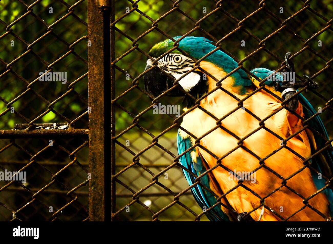Bangladeshi bird hi-res stock photography and images - Alamy