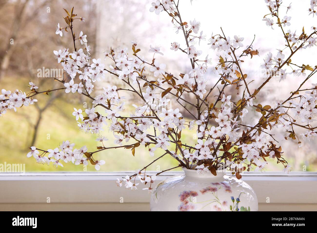 White flowering twigs in vase by the window. Spring concept. Fruit tree ...