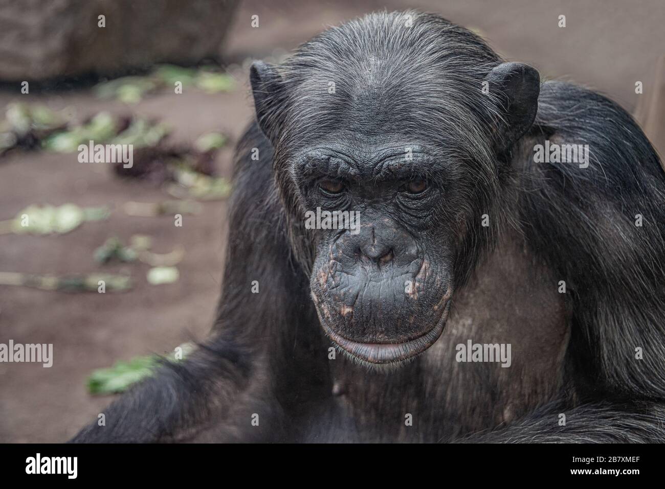 Female chimpanzee face hi-res stock photography and images - Alamy