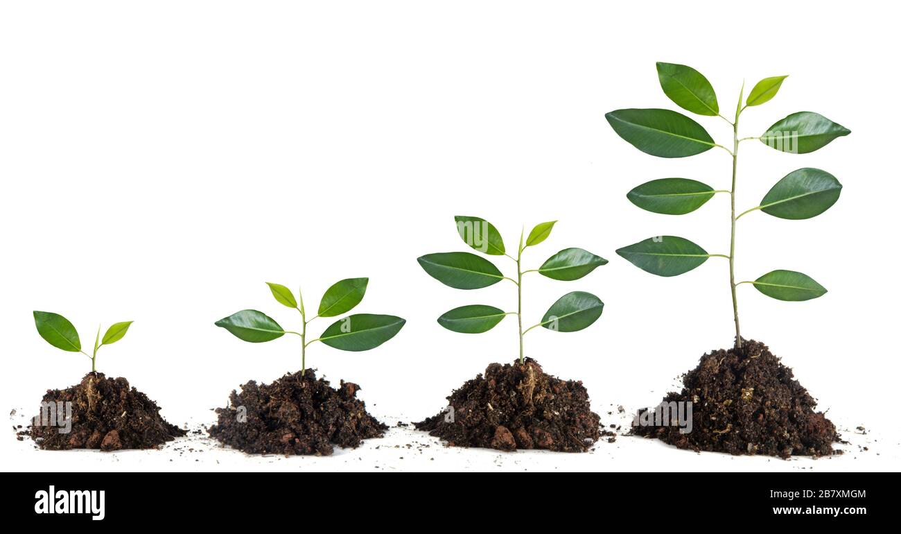 Four Saplings on white background Stock Photo - Alamy