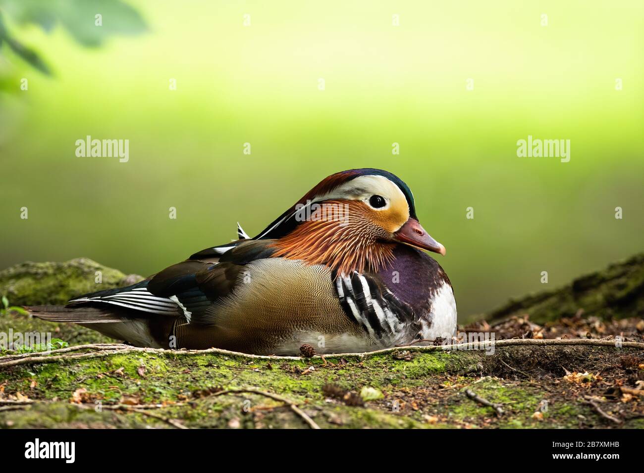 Cute mandarin duck drake lying on the ground in summer with copy space ...