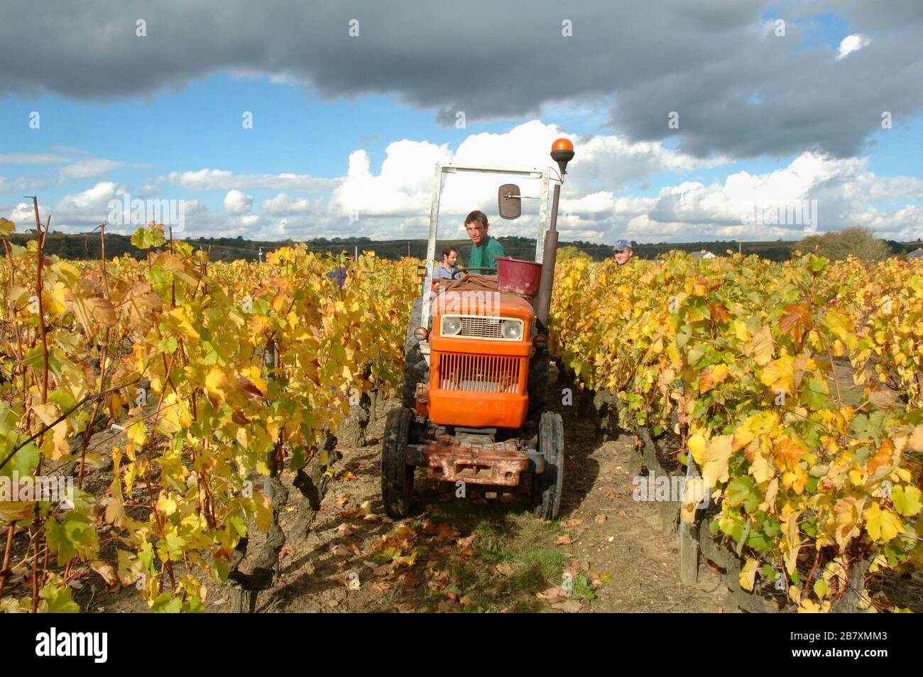 Vignes et vigne hi-res stock photography and images - Alamy
