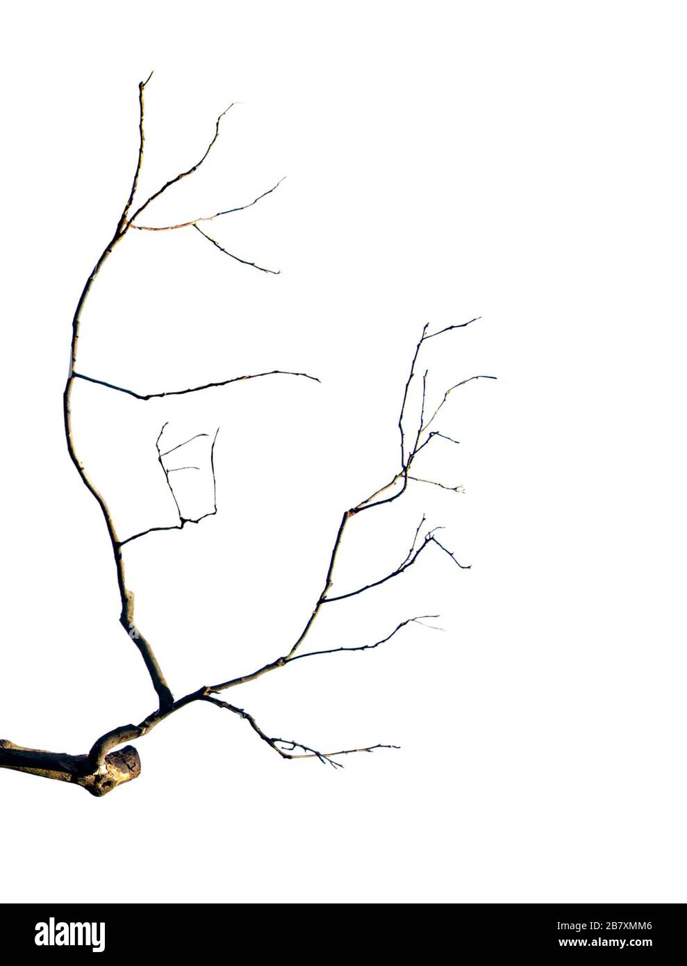 Dry branch isolated on white background Stock Photo - Alamy