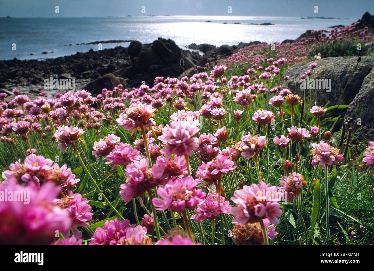 Guernsey wild flowers hi-res stock photography and images - Alamy