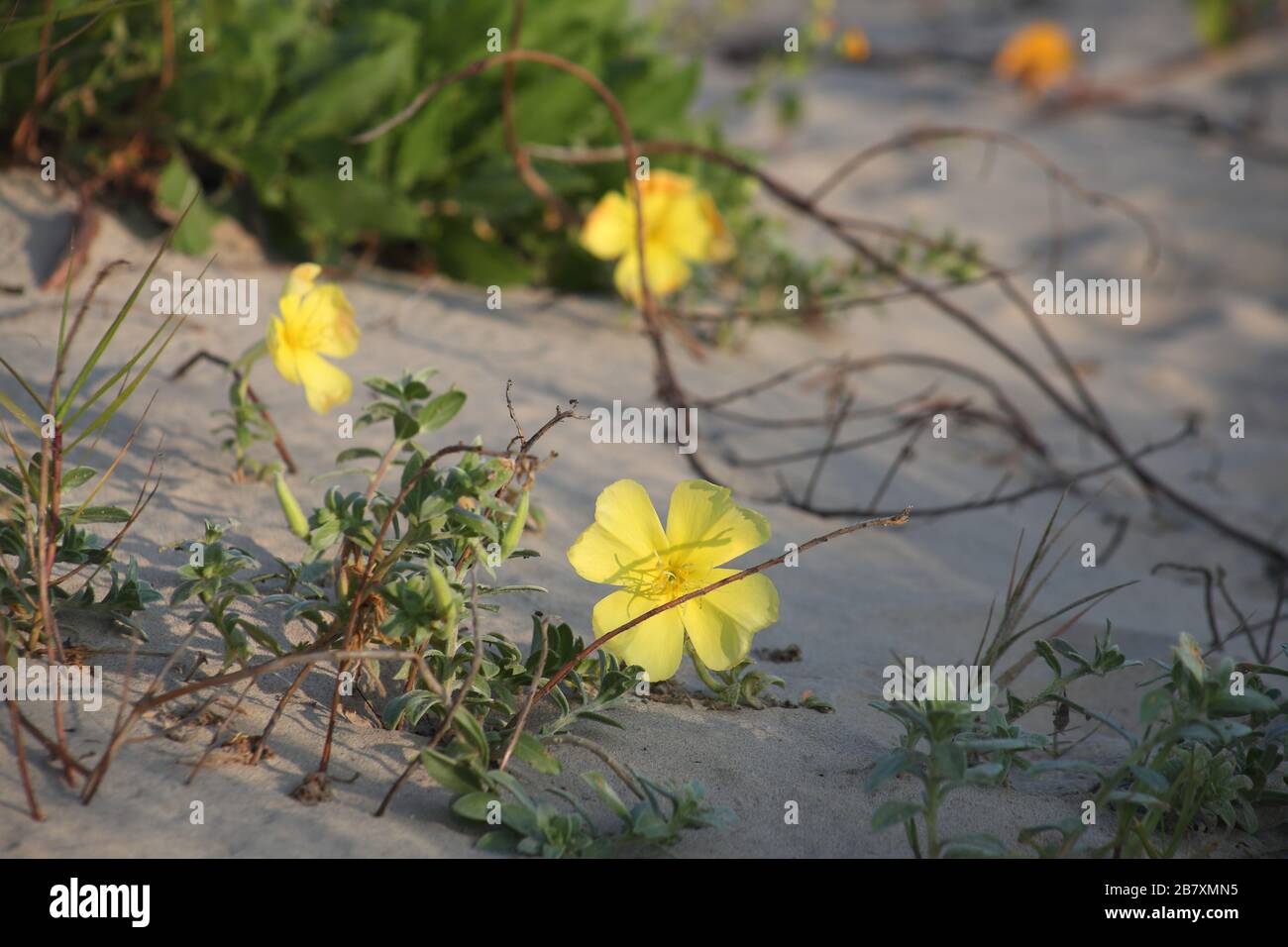 Sand dunes grass playa hi-res stock photography and images - Alamy