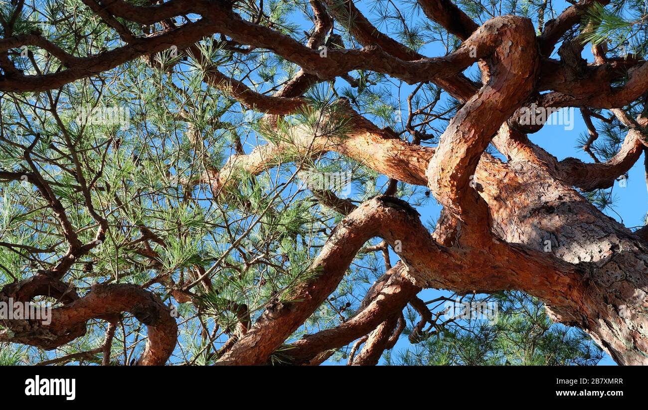 Red pine tree hi-res stock photography and images - Alamy