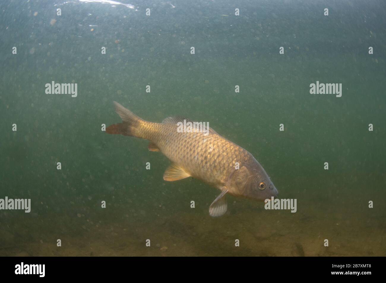 Common Carp, Cyprinus carpio, common carp underwater, Nottinghamshire ...