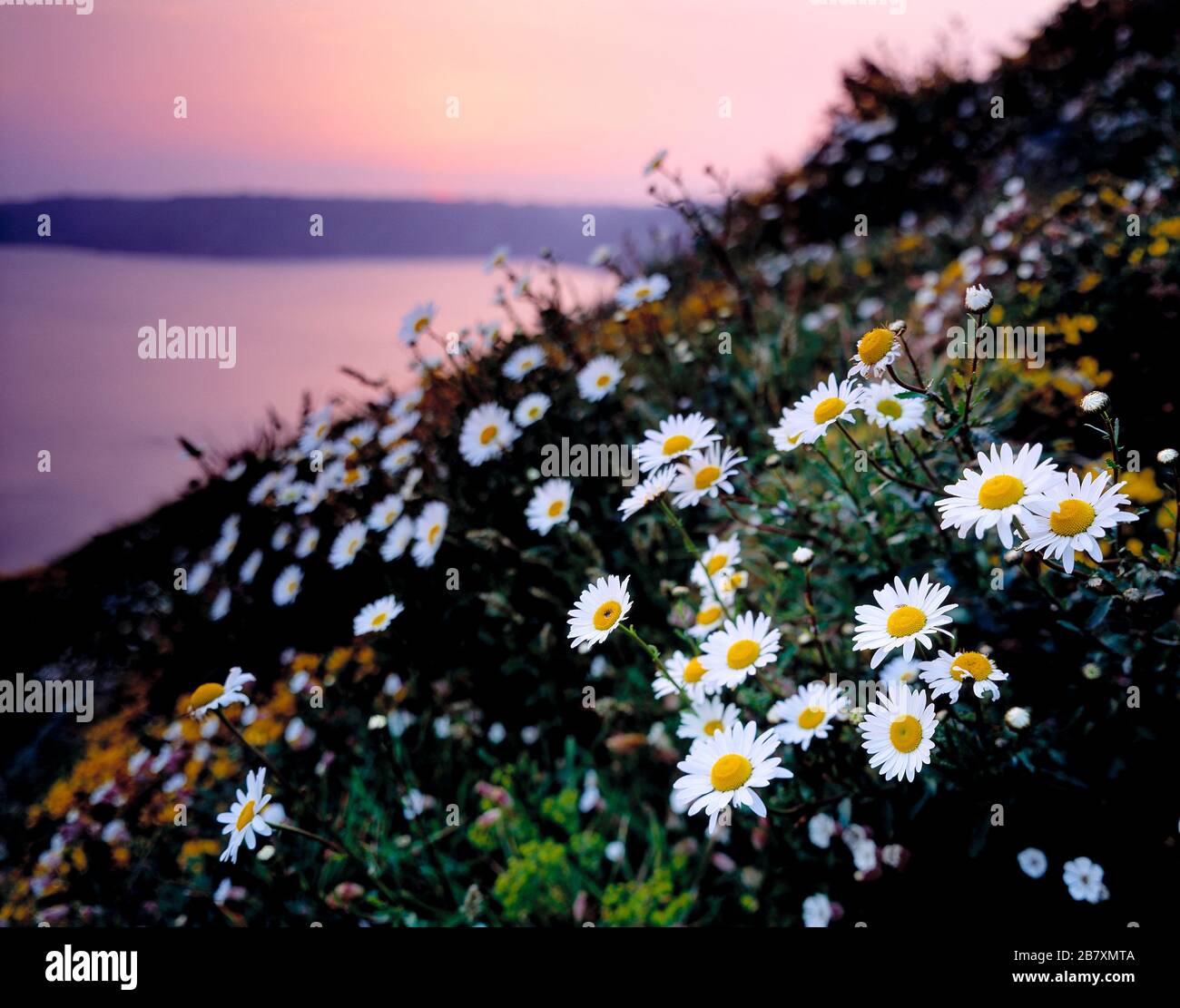 Guernsey wild flowers hi-res stock photography and images - Alamy