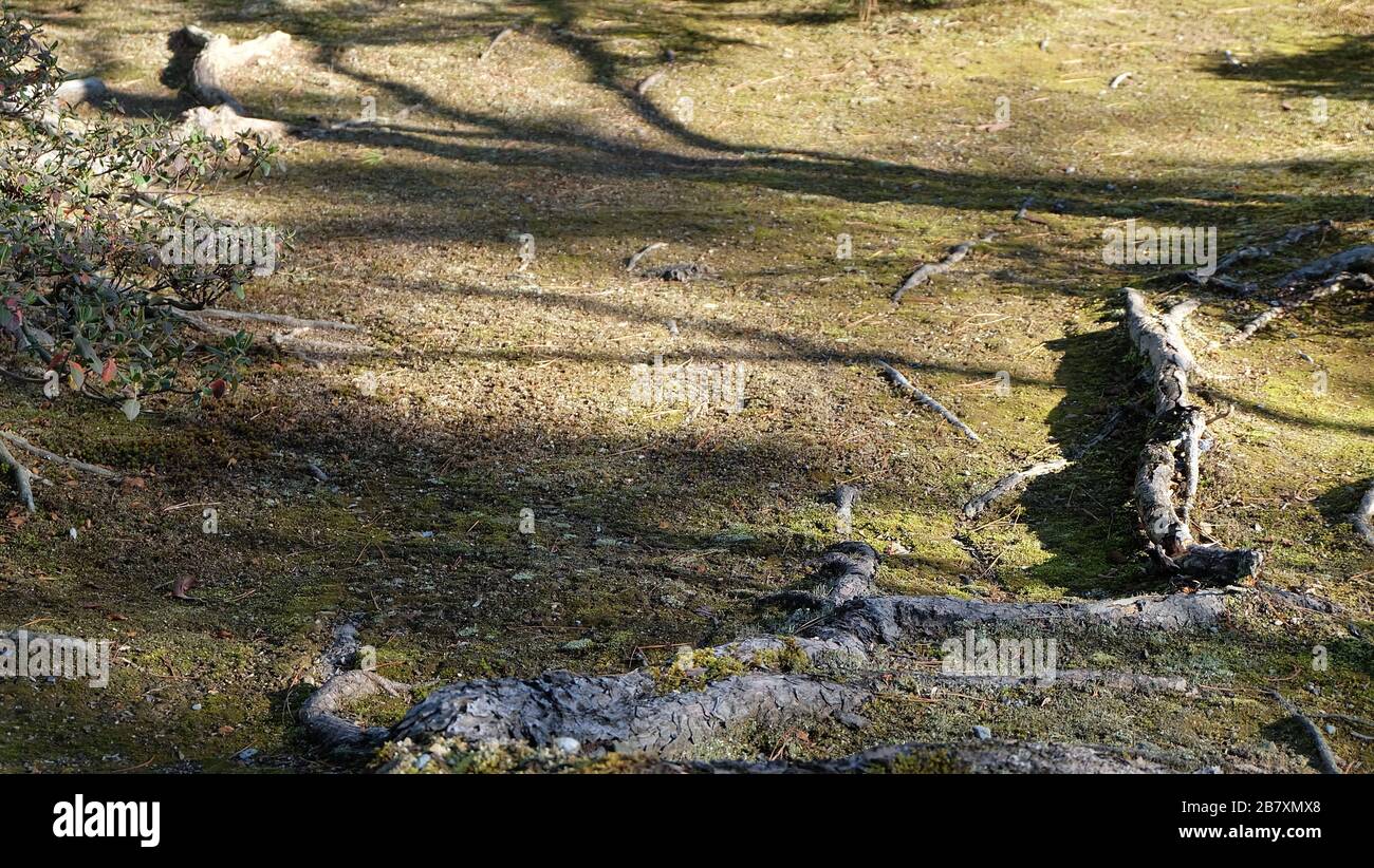 Tree with roots and branches hi-res stock photography and images - Alamy