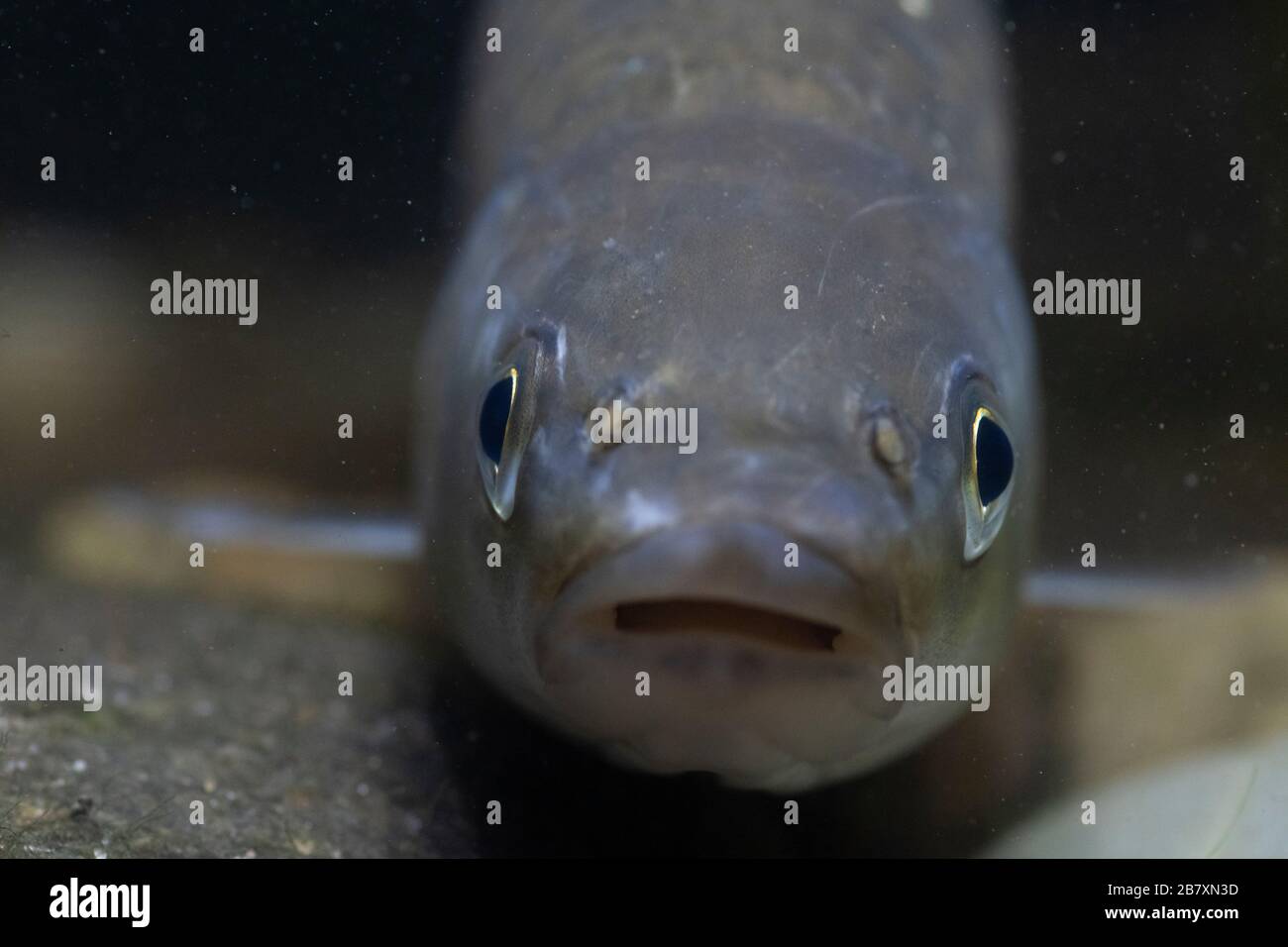 Squalius cephalus hi-res stock photography and images - Alamy