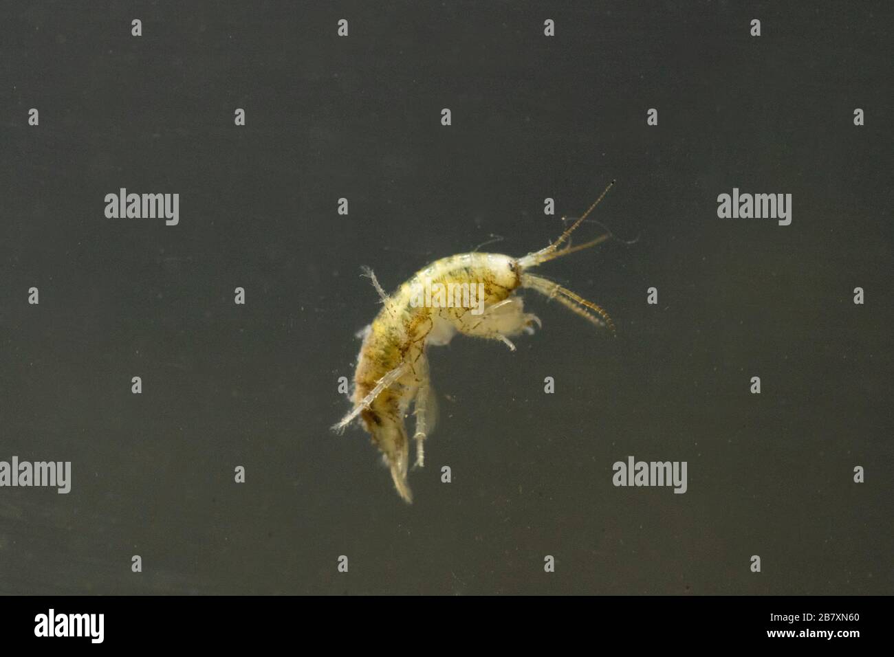 Demon Shrimp, Dikerogammarus haemobaphes, single adult, river churnet ...