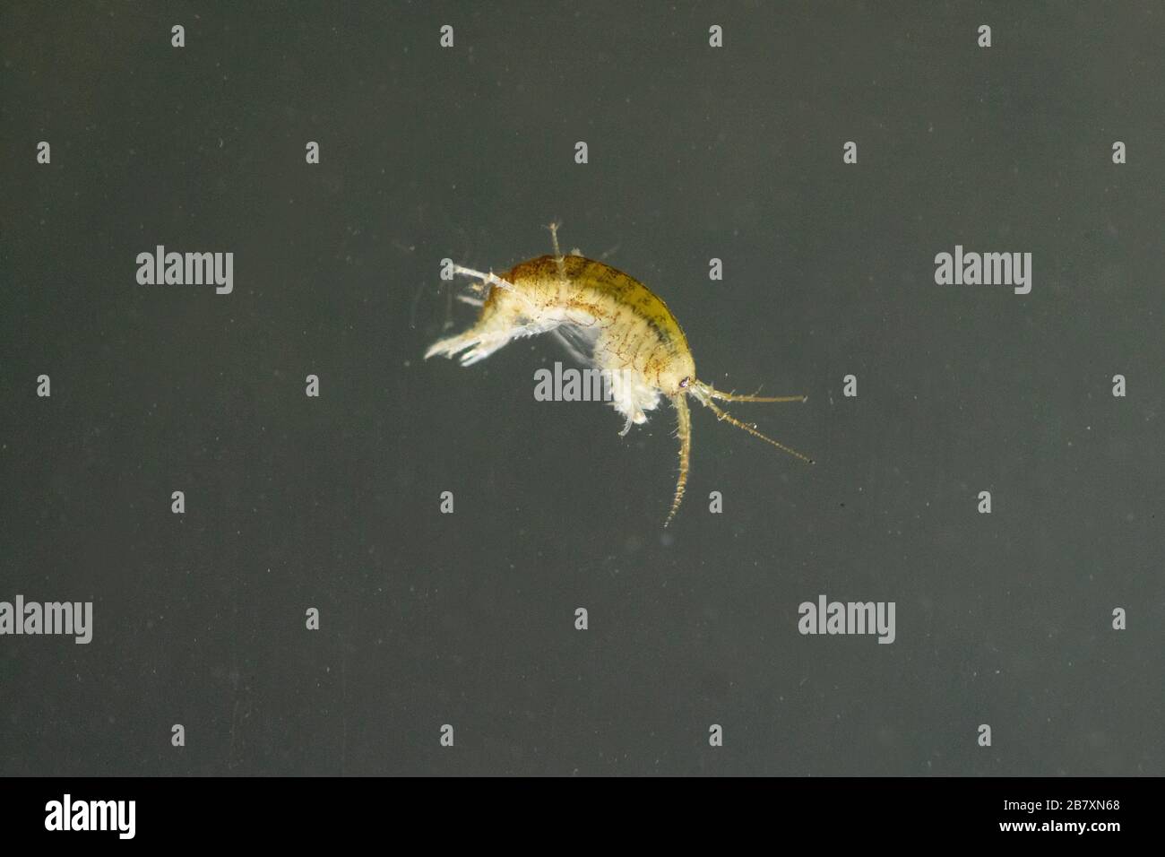 Demon Shrimp, Dikerogammarus haemobaphes, single adult, river churnet ...