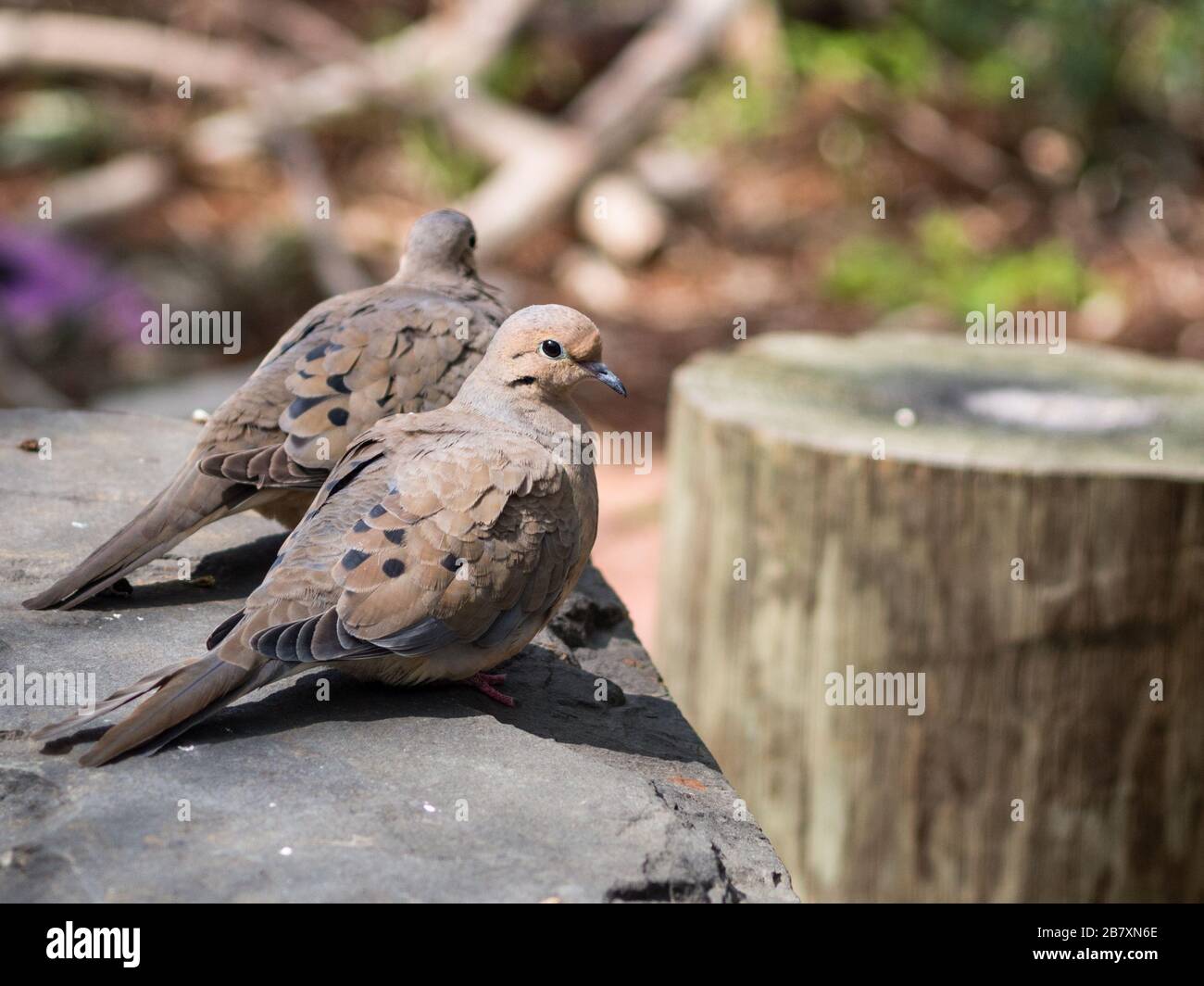 Lovey dovey animal hi-res stock photography and images - Alamy