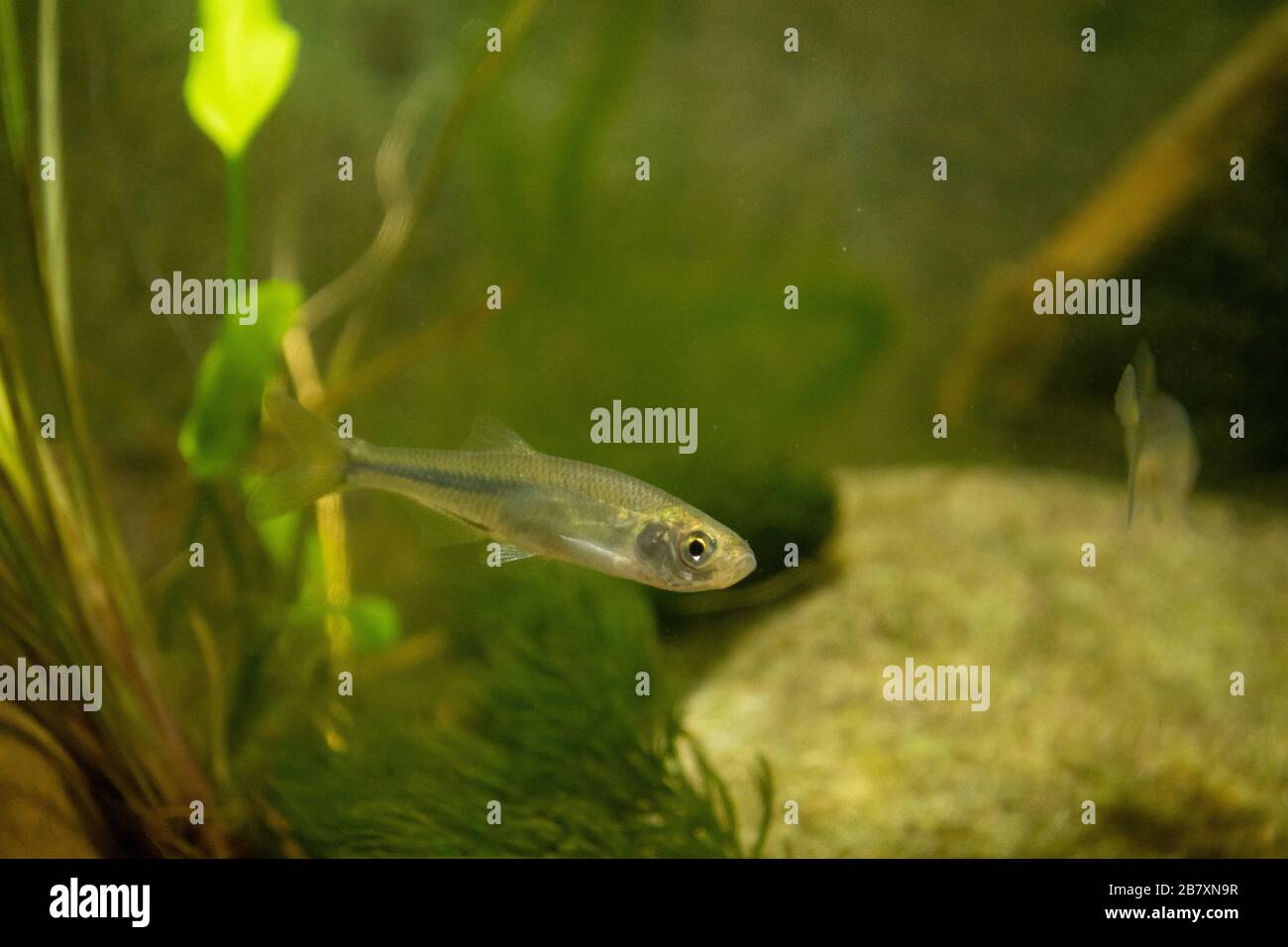 Leucaspius delineatus hi-res stock photography and images - Alamy