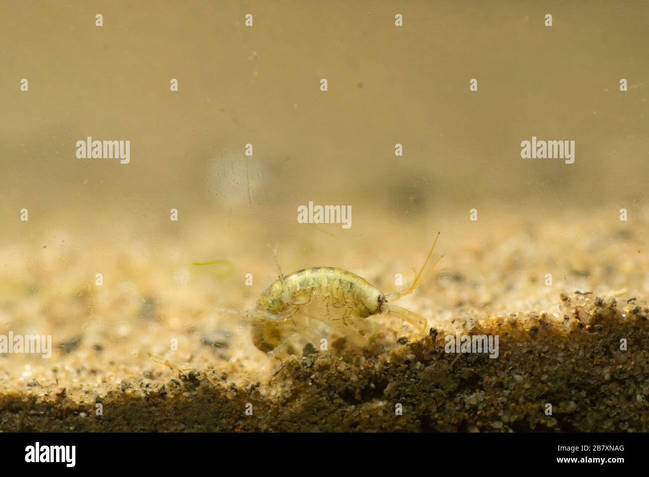 Demon Shrimp, Dikerogammarus haemobaphes, single adult, river churnet ...