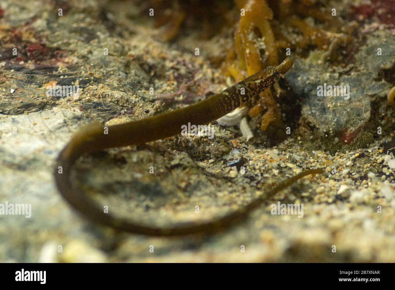Worm Pipefish High Resolution Stock Photography and Images - Alamy