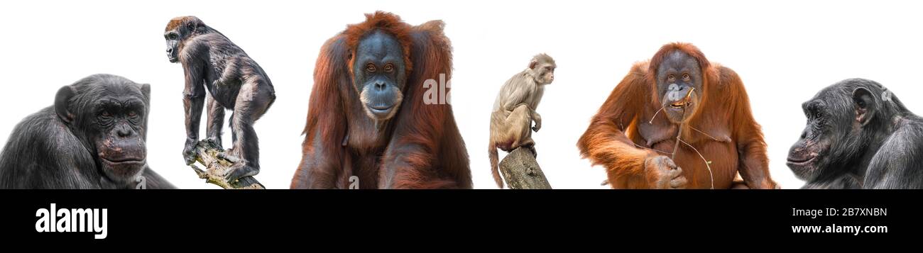 Set of different monkeys as Rhesus macaque, orangutan, gorilla and ...