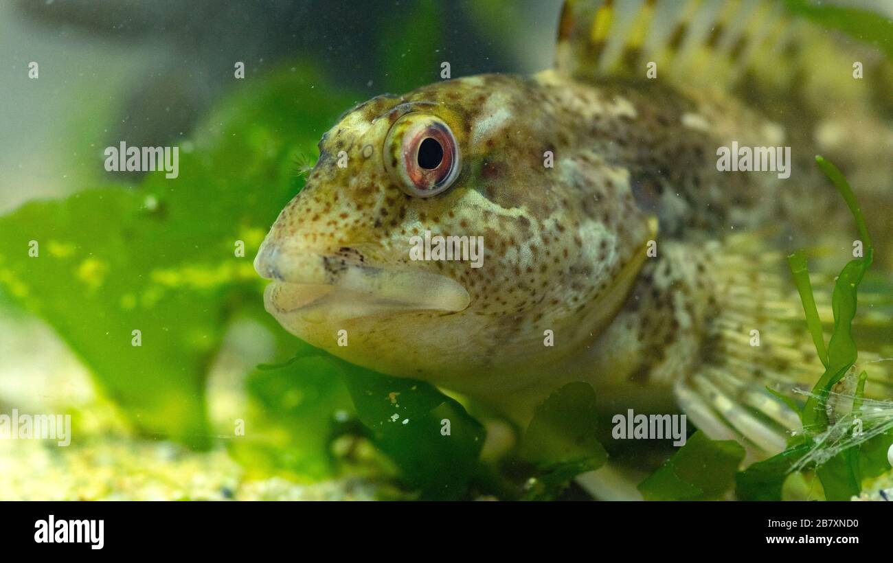 Shanny hi-res stock photography and images - Alamy