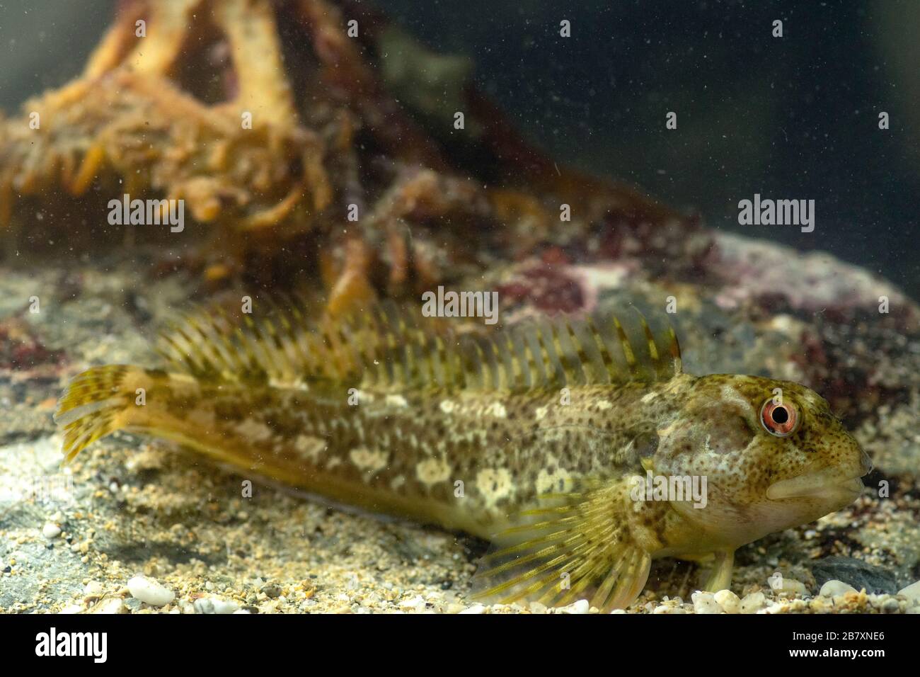 Shanny hi-res stock photography and images - Alamy