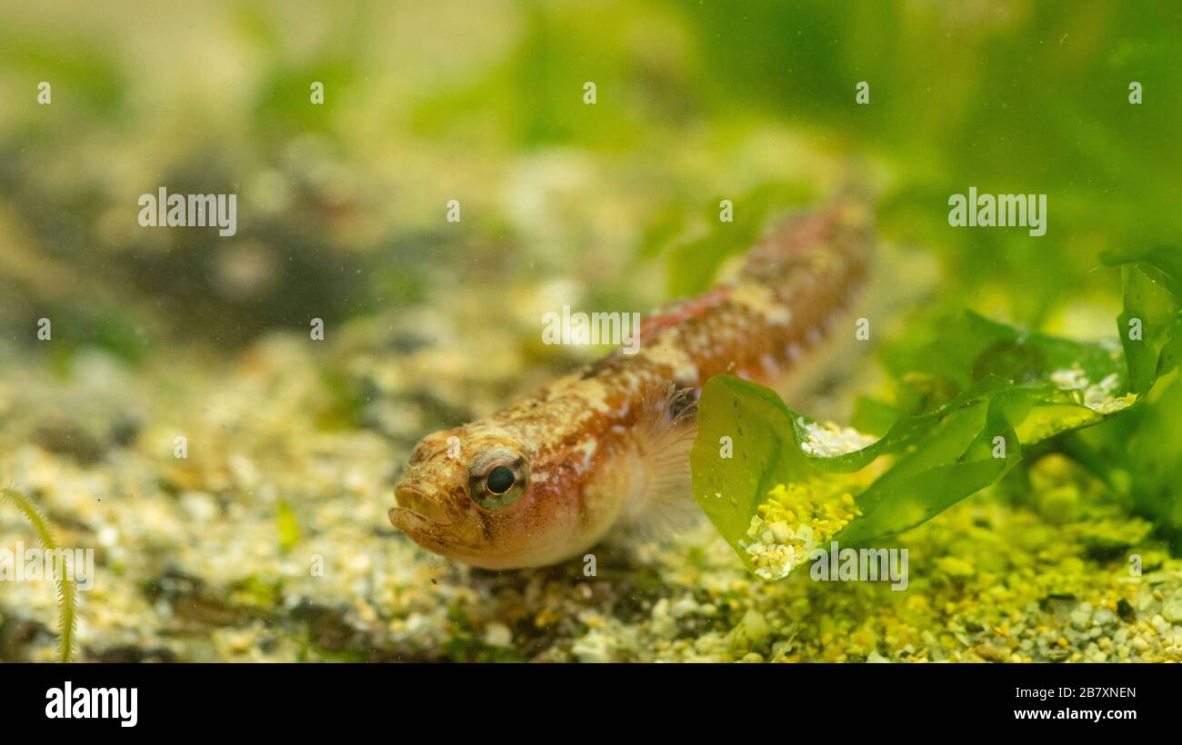 Two spot goby hi-res stock photography and images - Alamy