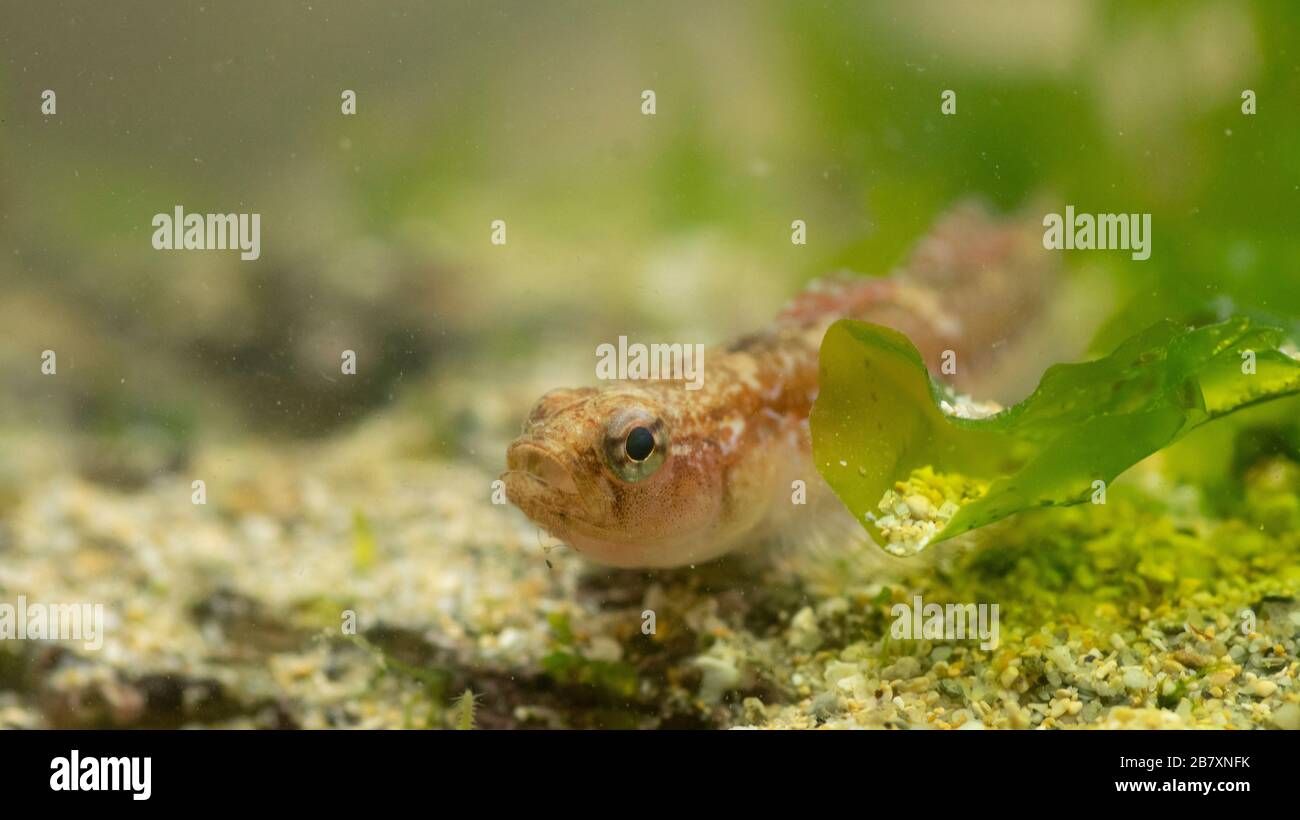 Gobiusculus flavescens hi-res stock photography and images - Alamy