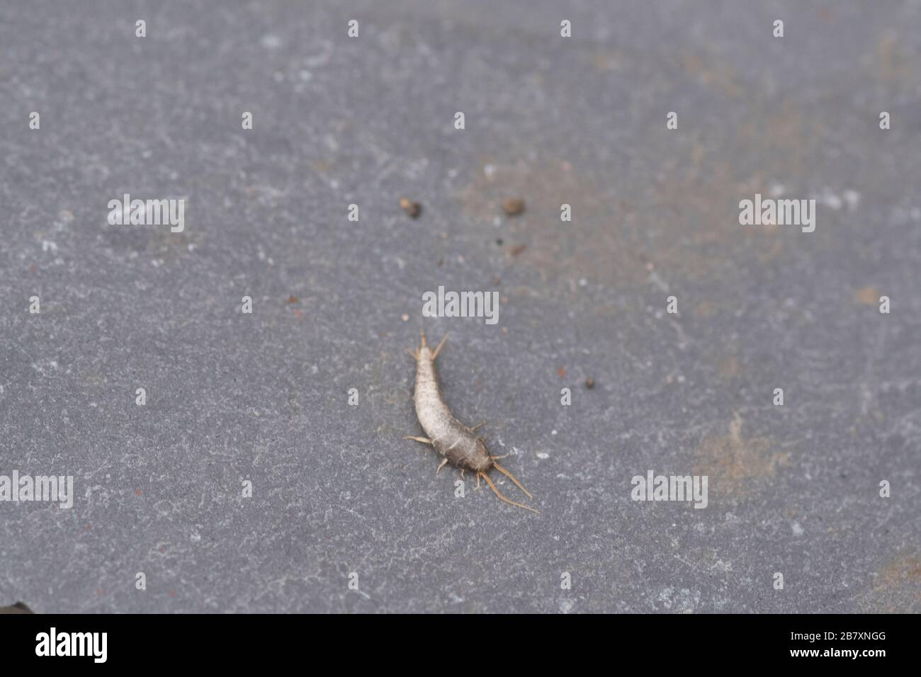 Lepisma hi-res stock photography and images - Alamy