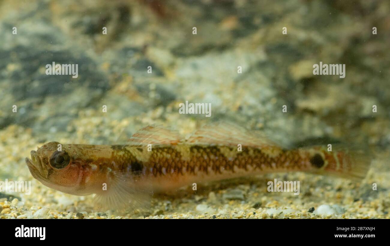 Two spot goby hi-res stock photography and images - Alamy