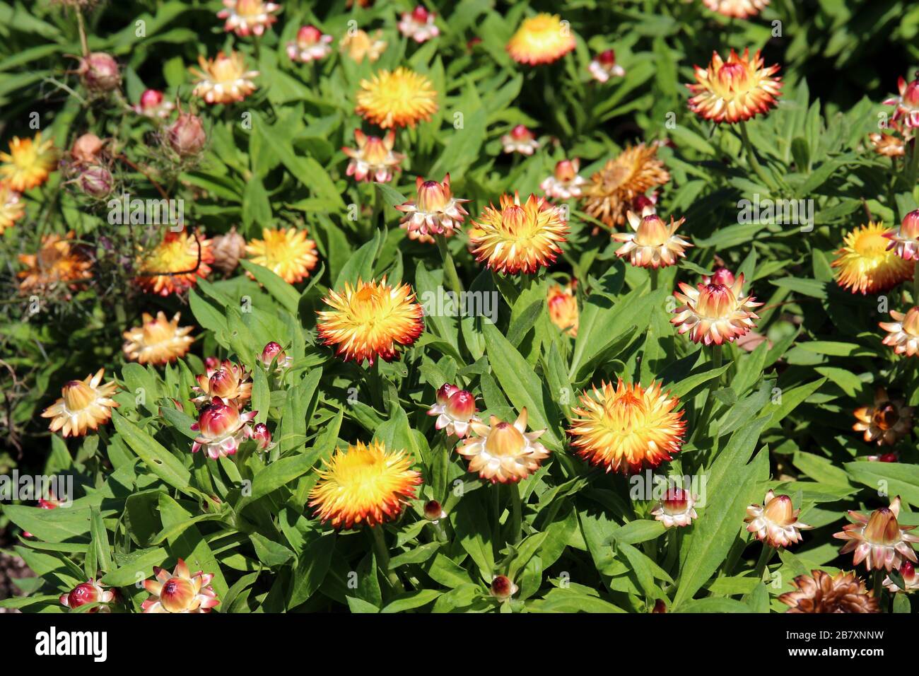 A group of bi-colored straw flowers, Xerochrysum bracteatum, in varying ...