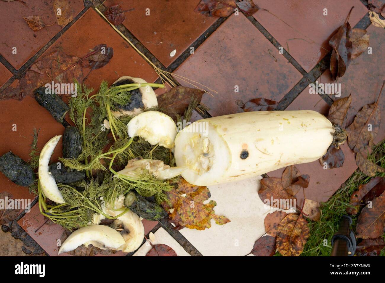 Rotten courgette hi-res stock photography and images - Alamy